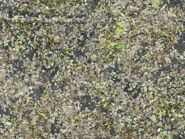 leaves on the ground texture 0009 - Texturelib